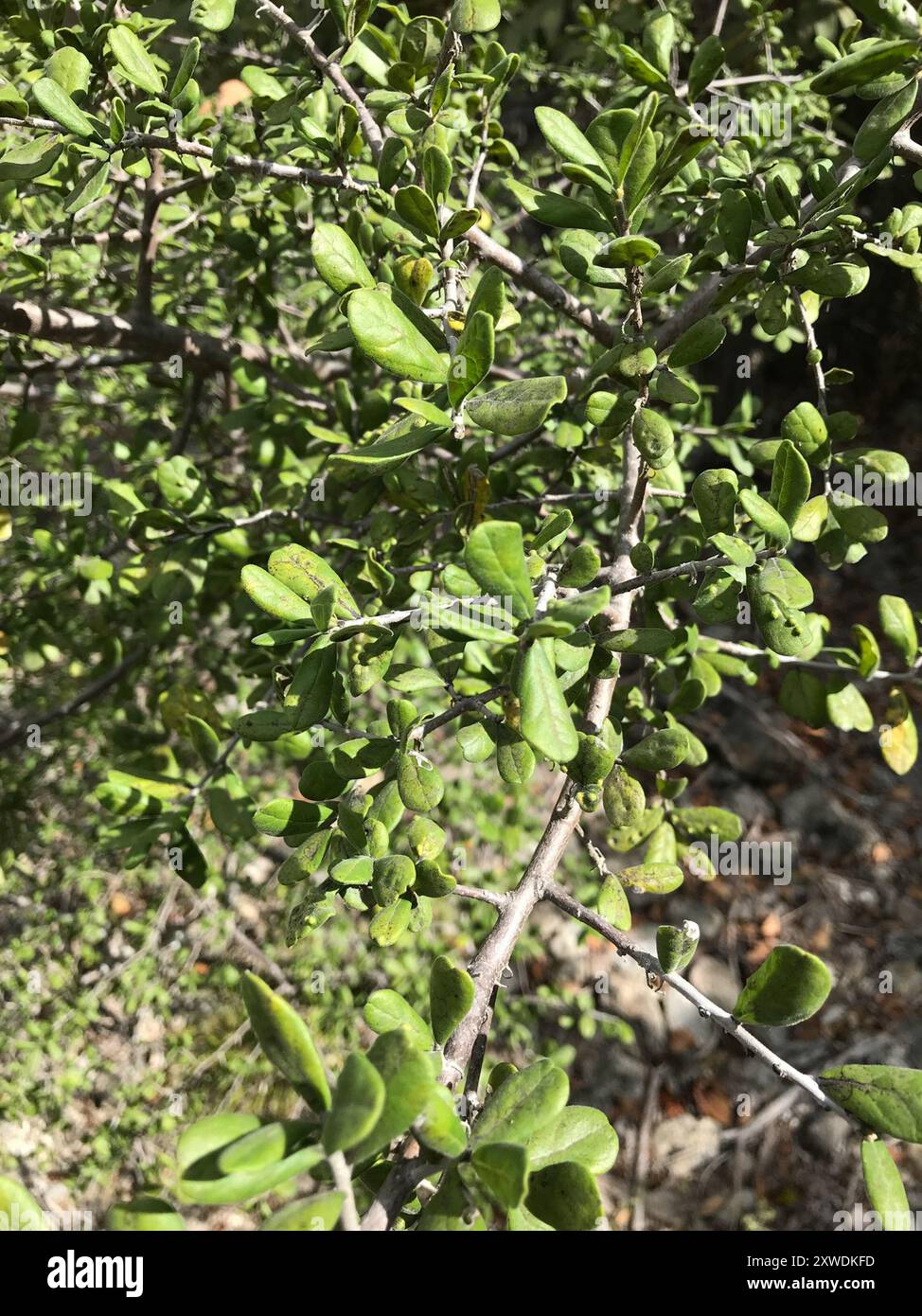 Texas Persimmon (Diospyros texana) Plantae Stock Photo - Alamy