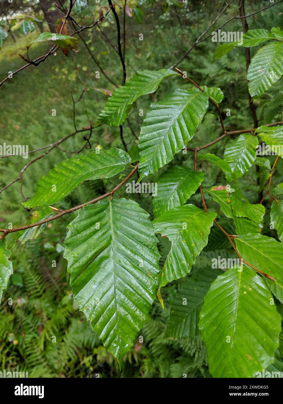 American beech (Fagus grandifolia) Plantae Stock Photo - Alamy