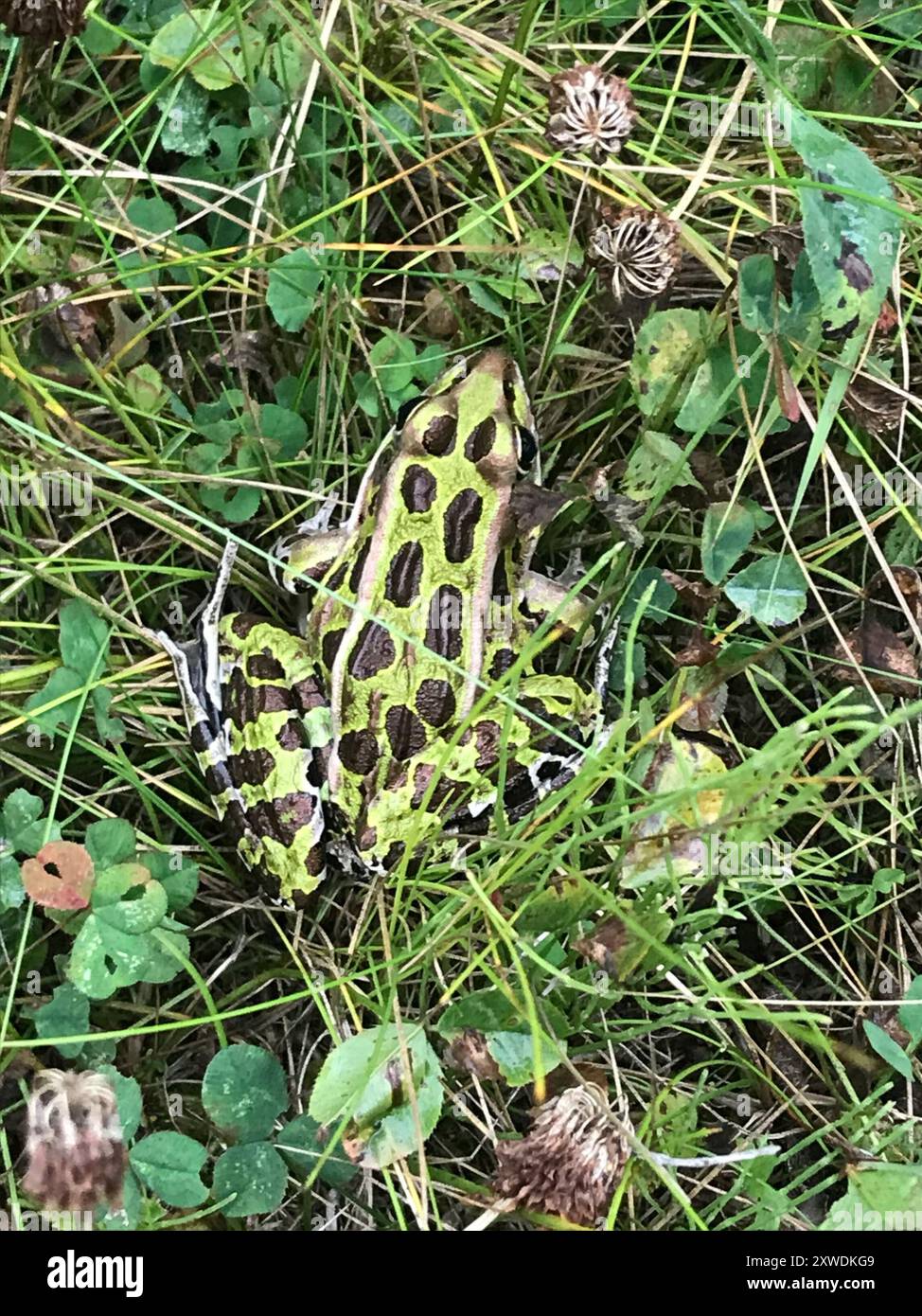 Northern Leopard Frog (Lithobates pipiens) Amphibia Stock Photo - Alamy