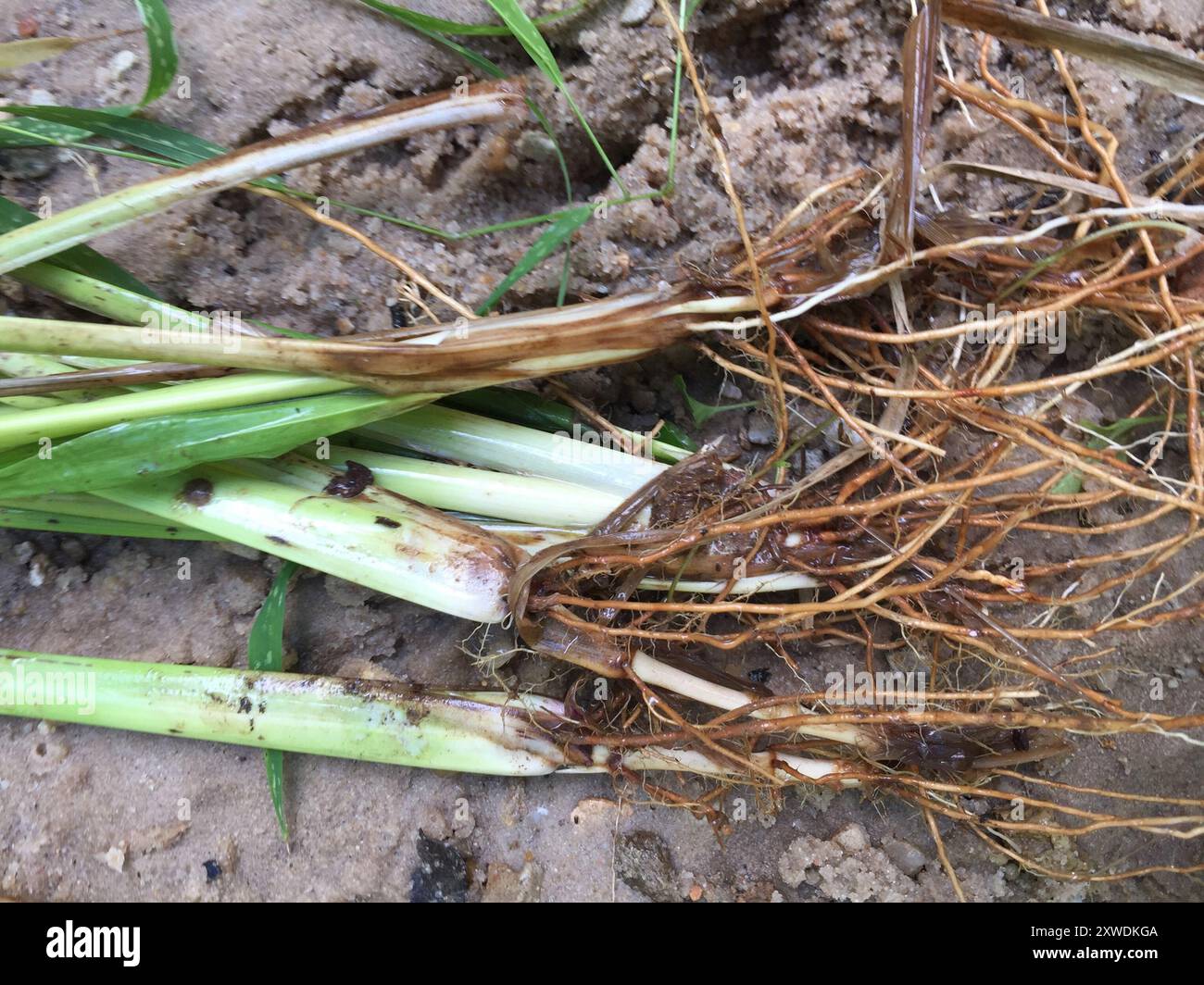 redtop panicgrass (Coleataenia rigidula) Plantae Stock Photo - Alamy