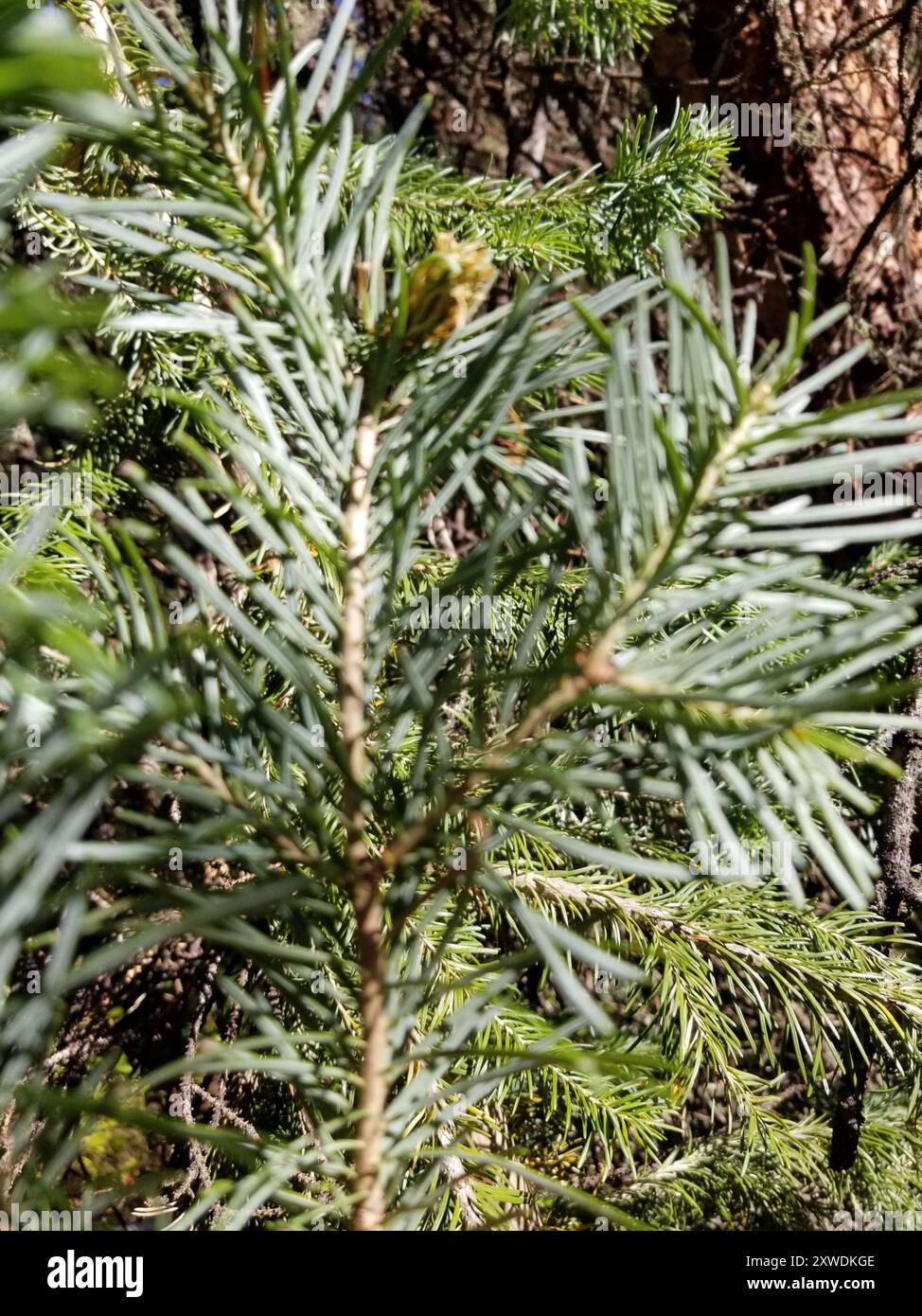 subalpine fir (Abies lasiocarpa) Plantae Stock Photo - Alamy