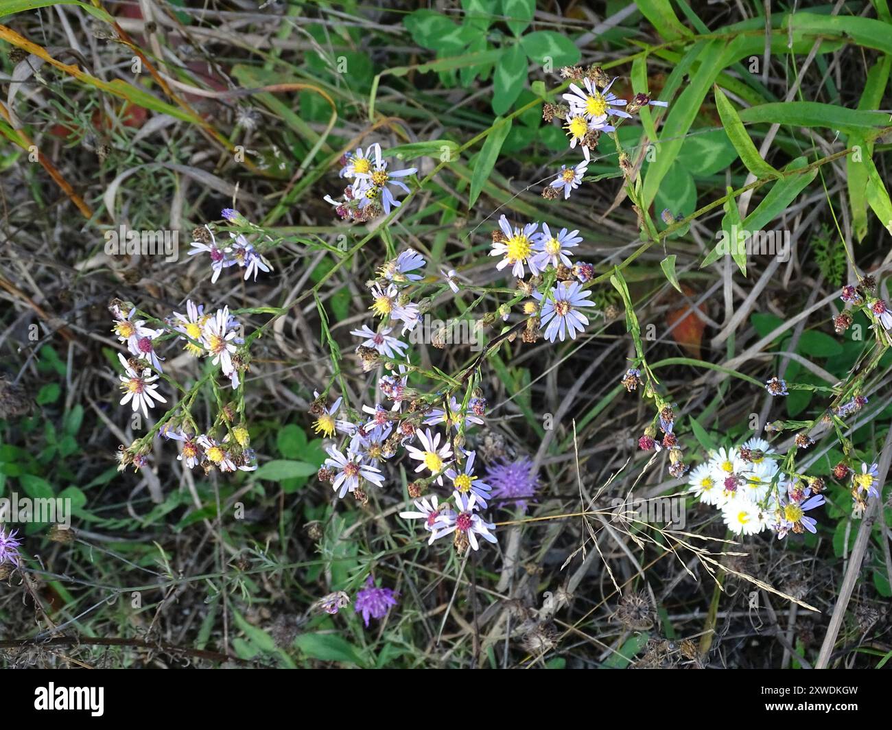 smooth blue aster (Symphyotrichum laeve) Plantae Stock Photo - Alamy