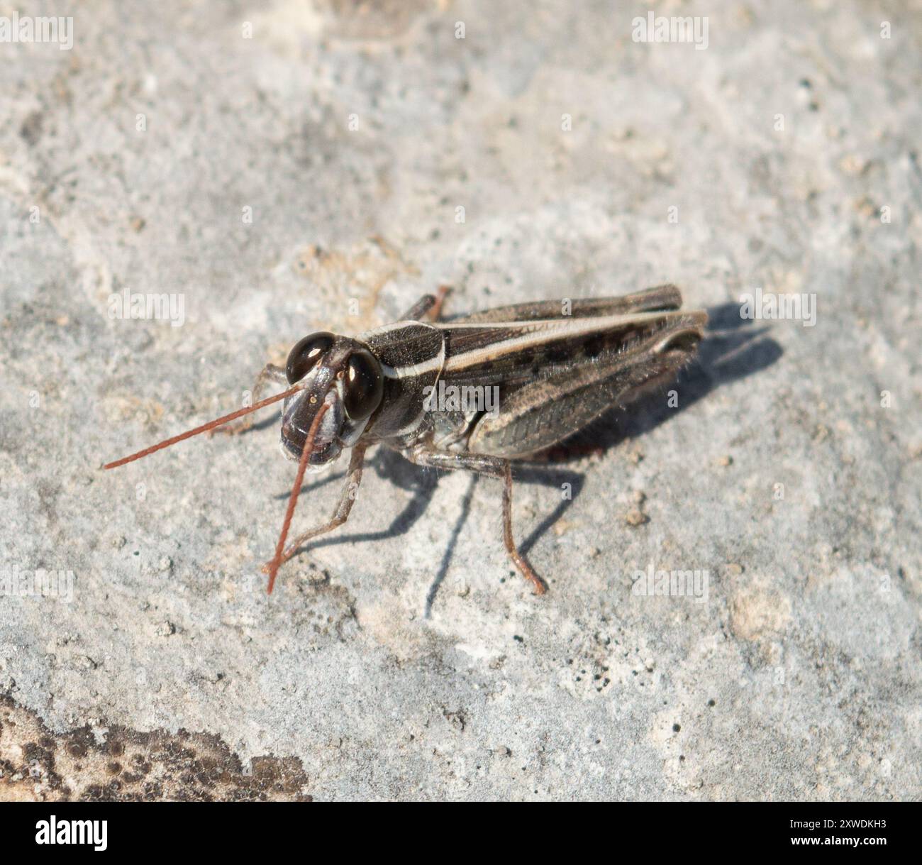 Barbarian Grasshopper (Calliptamus barbarus) Insecta Stock Photo - Alamy