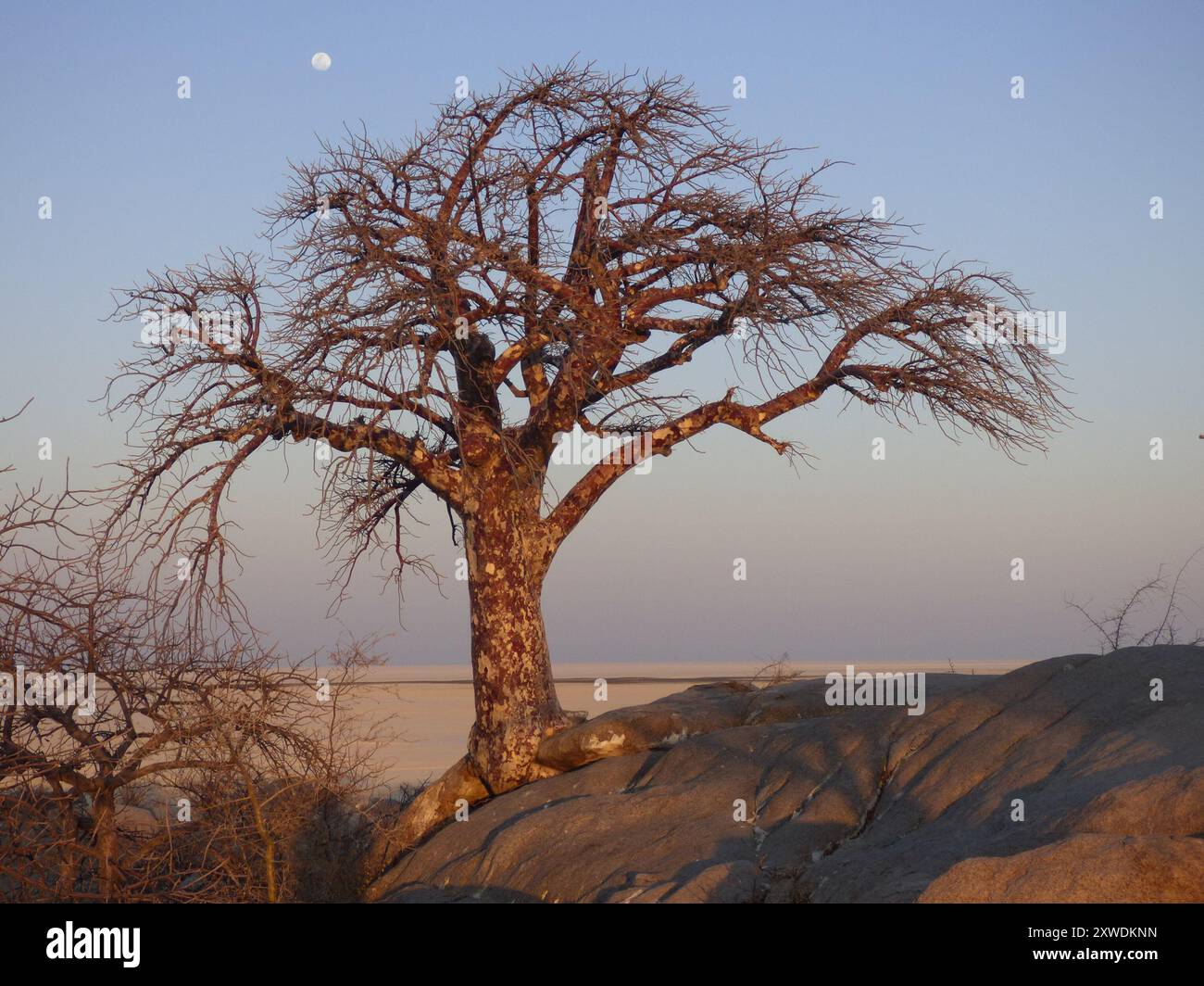 African Star-Chestnut (African) (Sterculia africana africana) Plantae ...