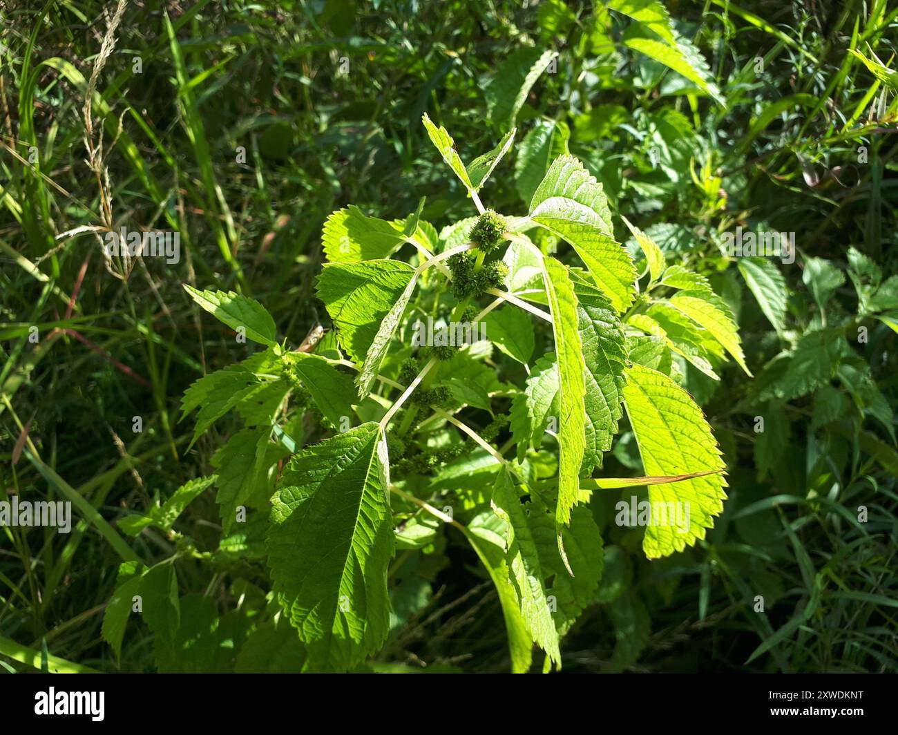 false nettle (Boehmeria cylindrica) Plantae Stock Photo - Alamy