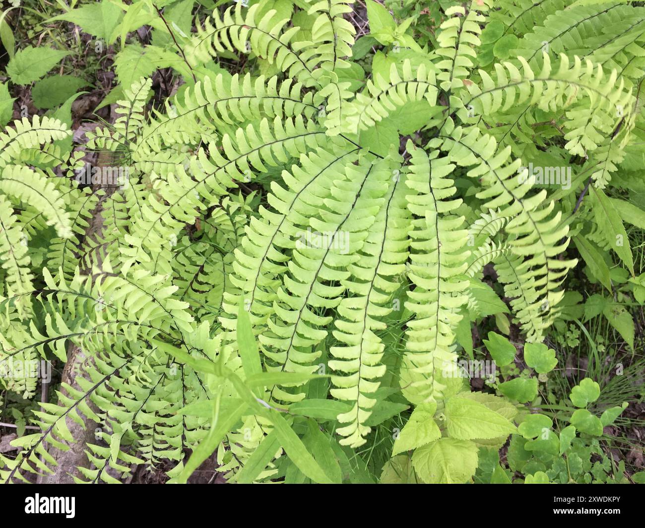northern maidenhair fern (Adiantum pedatum) Plantae Stock Photo - Alamy
