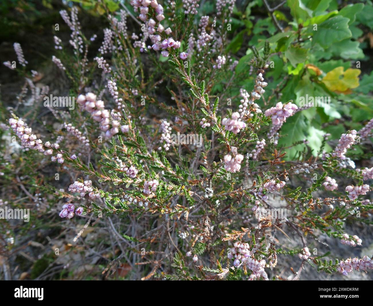 common heather (Calluna vulgaris) Plantae Stock Photo - Alamy