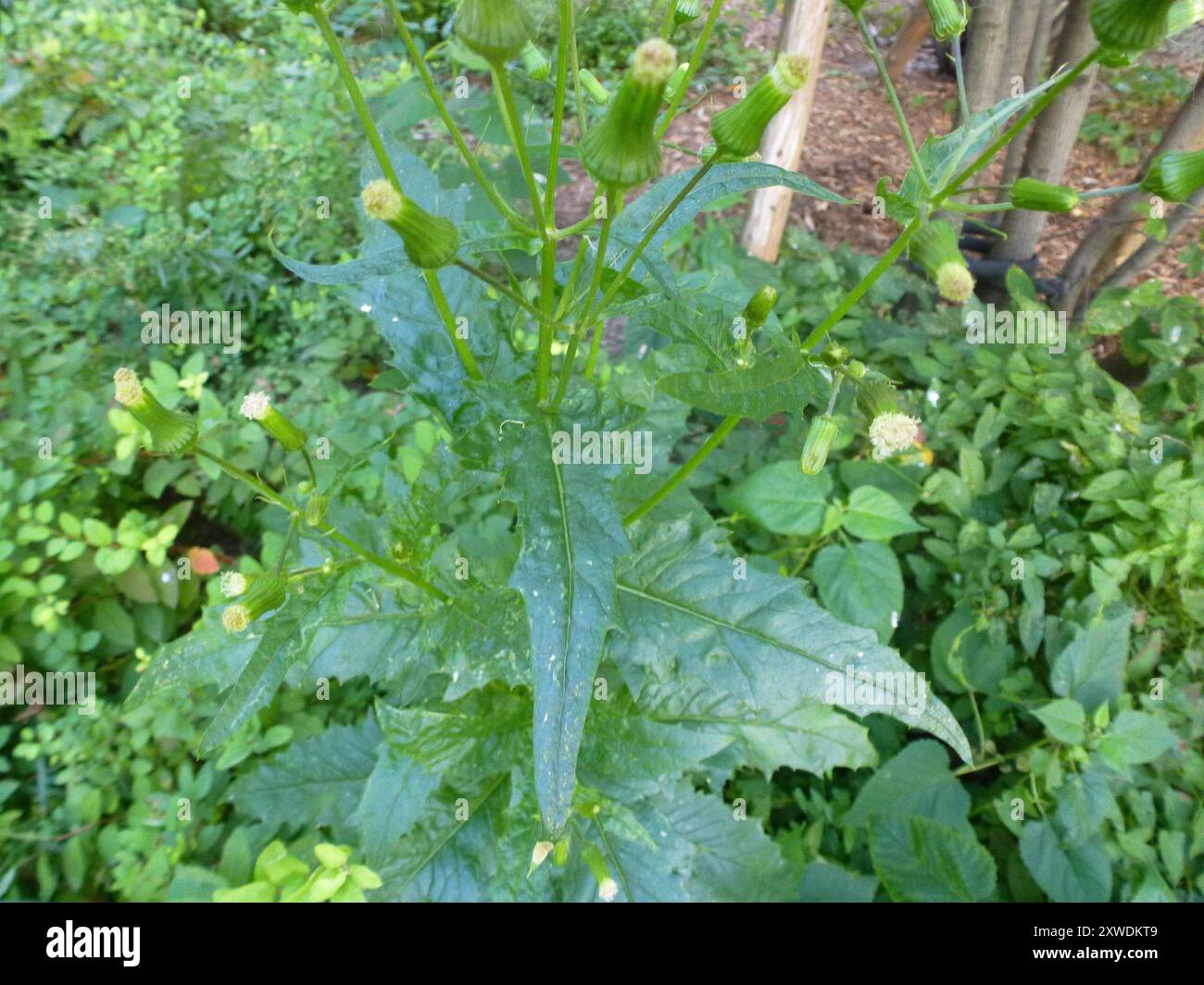 American burnweed (Erechtites hieraciifolius) Plantae Stock Photo - Alamy