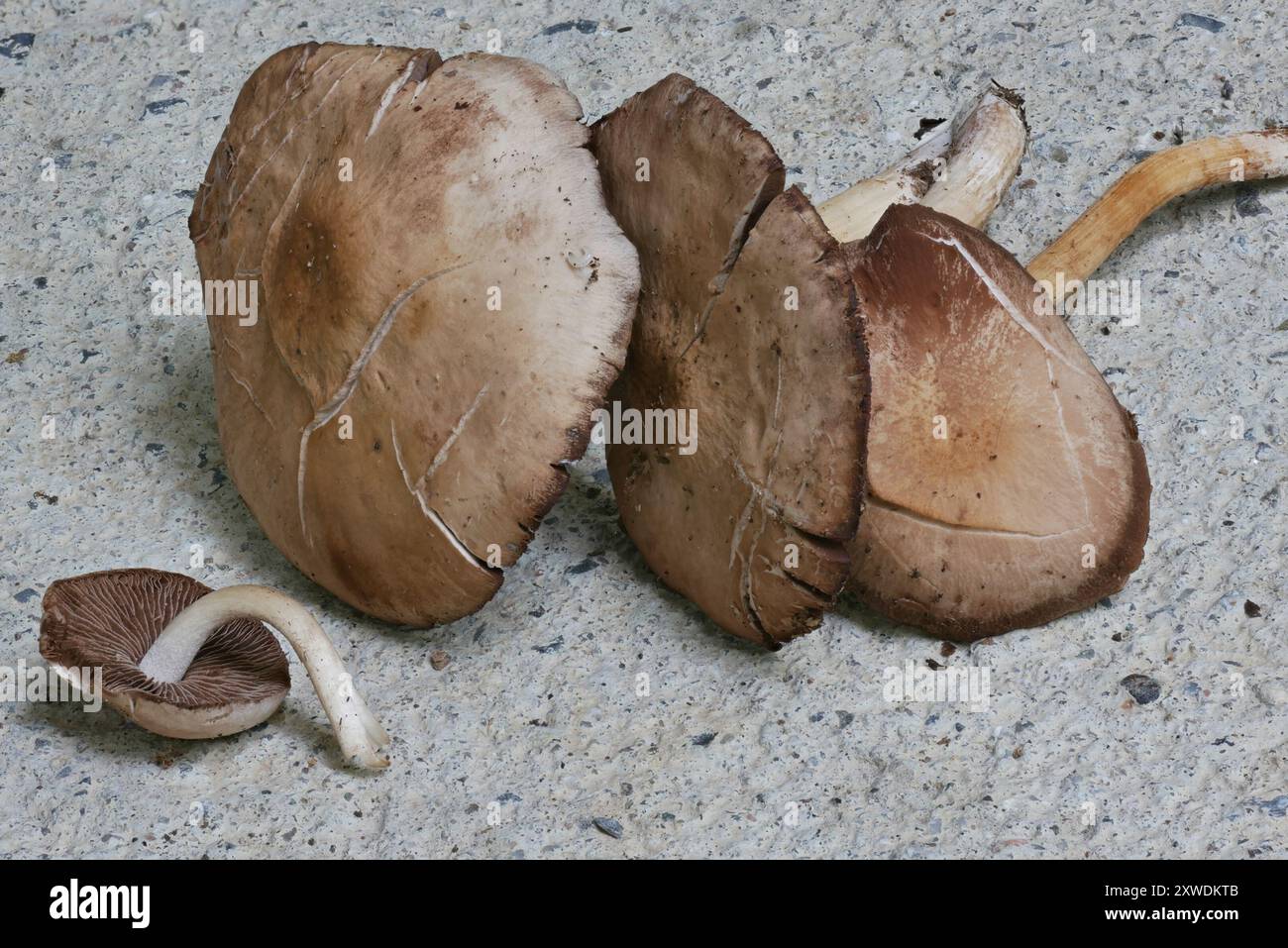chestnut brittlestem (Homophron spadiceum) Fungi Stock Photo - Alamy