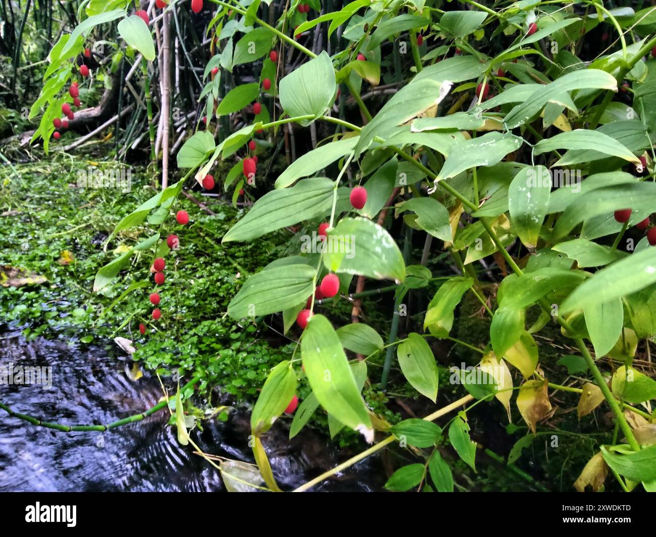 white twisted-stalk (Streptopus amplexifolius) Plantae Stock Photo - Alamy