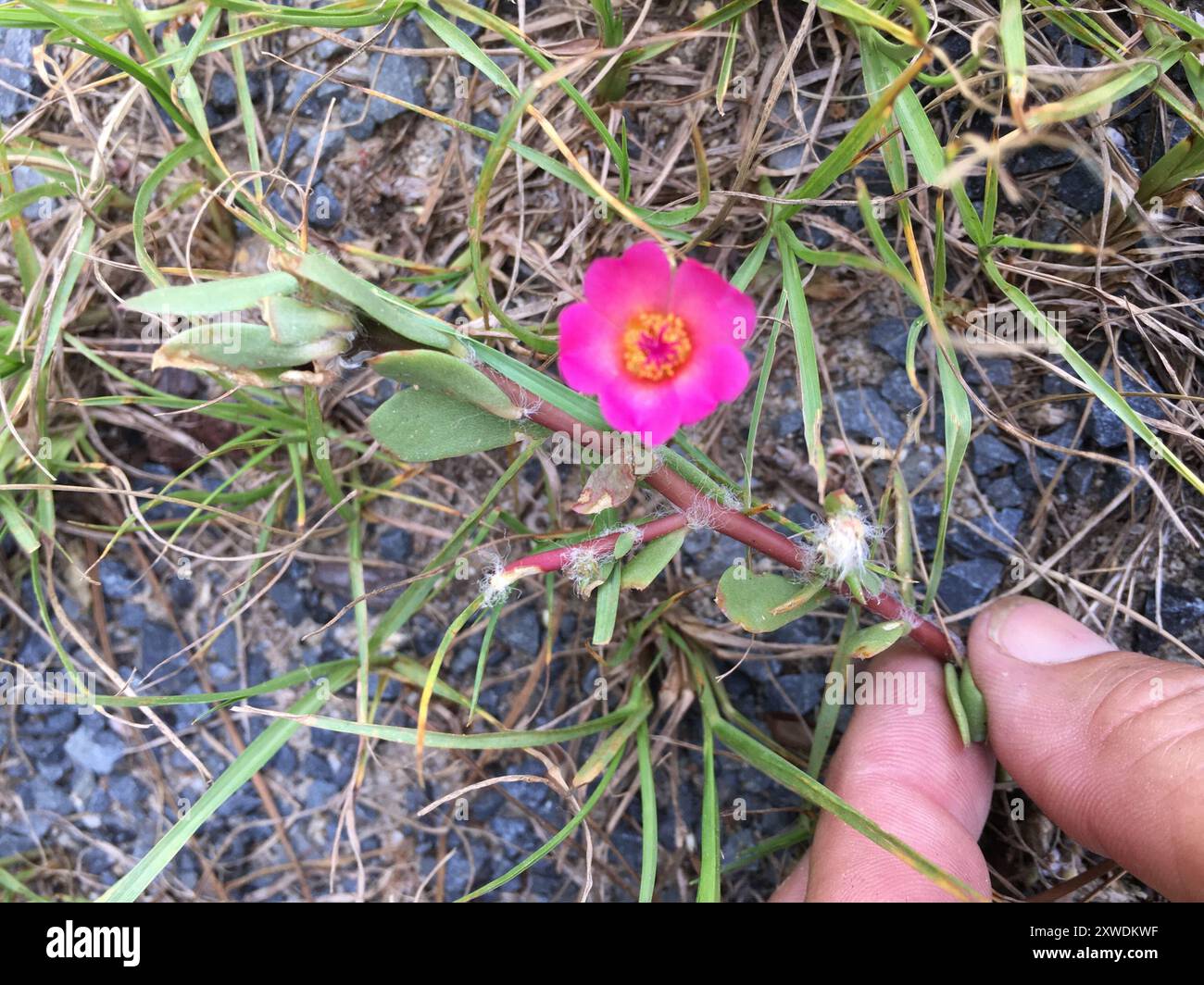 Paraguayan Purslane (Portulaca amilis) Plantae Stock Photo - Alamy