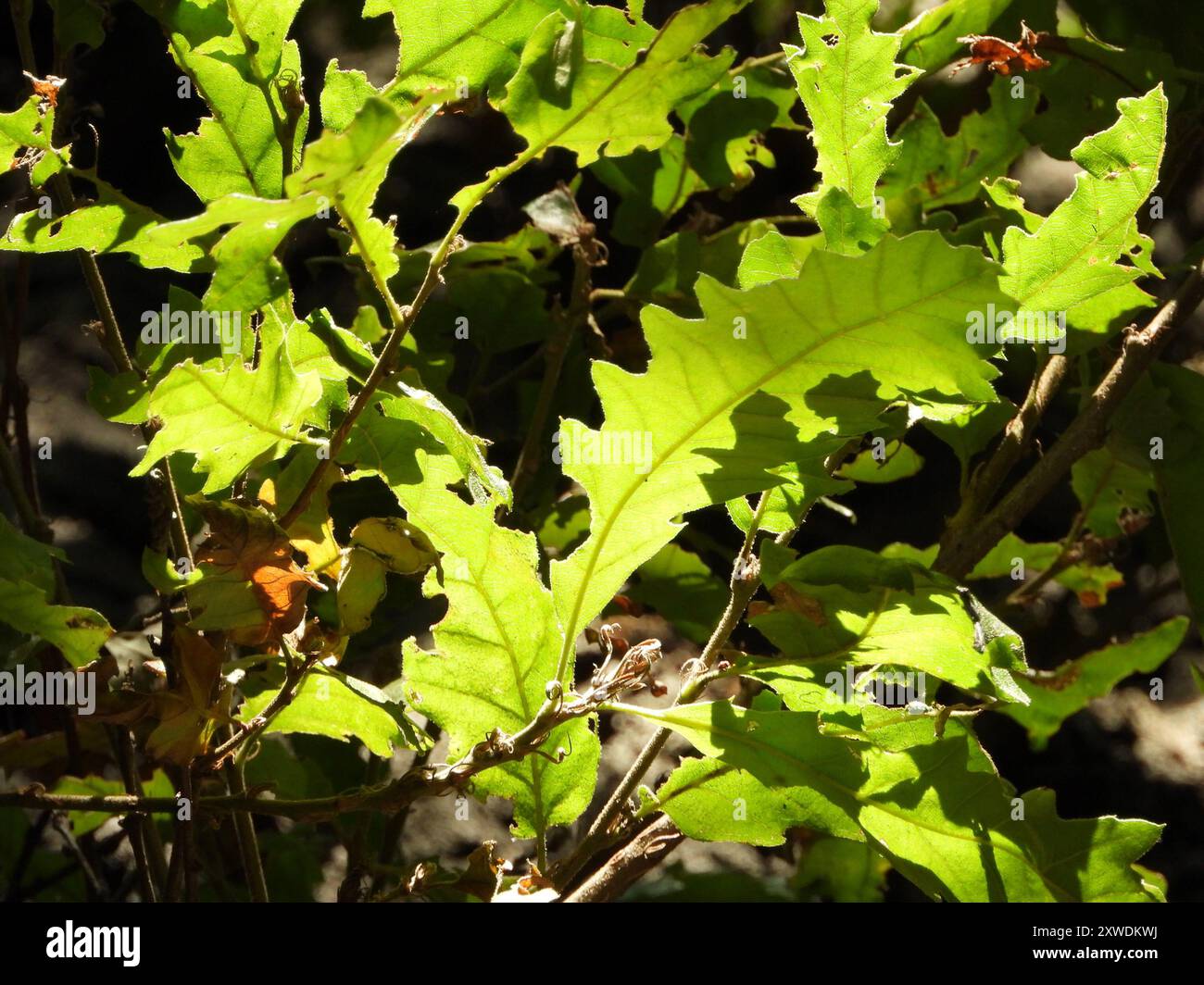 Turkey Oak (Quercus cerris) Plantae Stock Photo - Alamy
