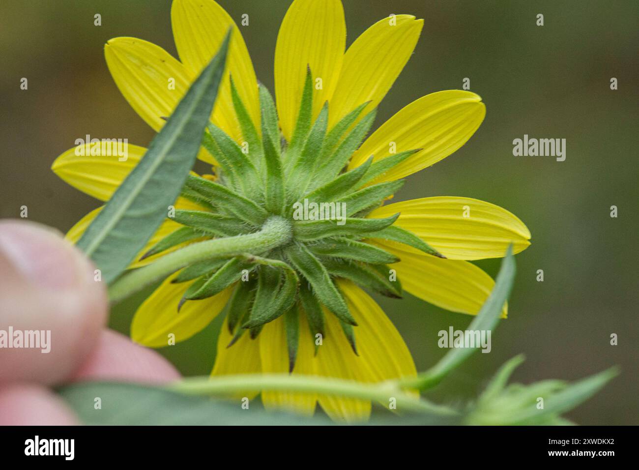 giant sunflower (Helianthus giganteus) Plantae Stock Photo - Alamy