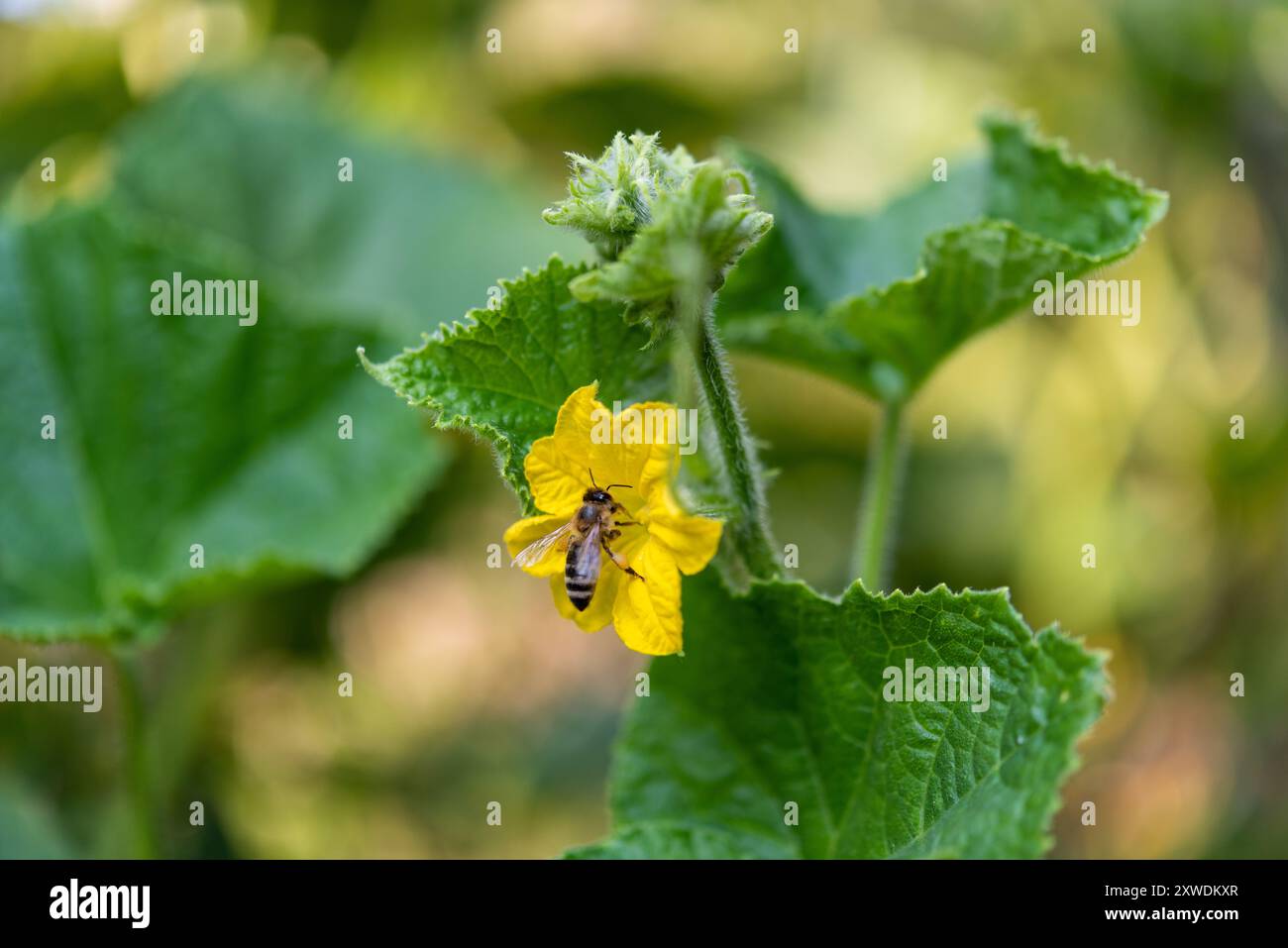Insect pollinating plant hi-res stock photography and images - Alamy