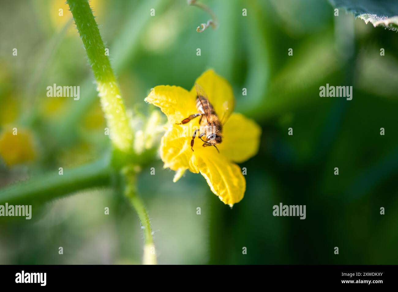 A honey bee is perched and pollinating a flower from a cucumber plant ...