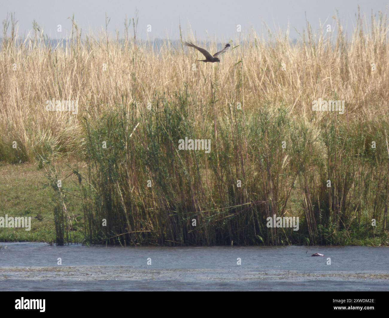 African Marsh Harrier (Circus ranivorus) Aves Stock Photo - Alamy
