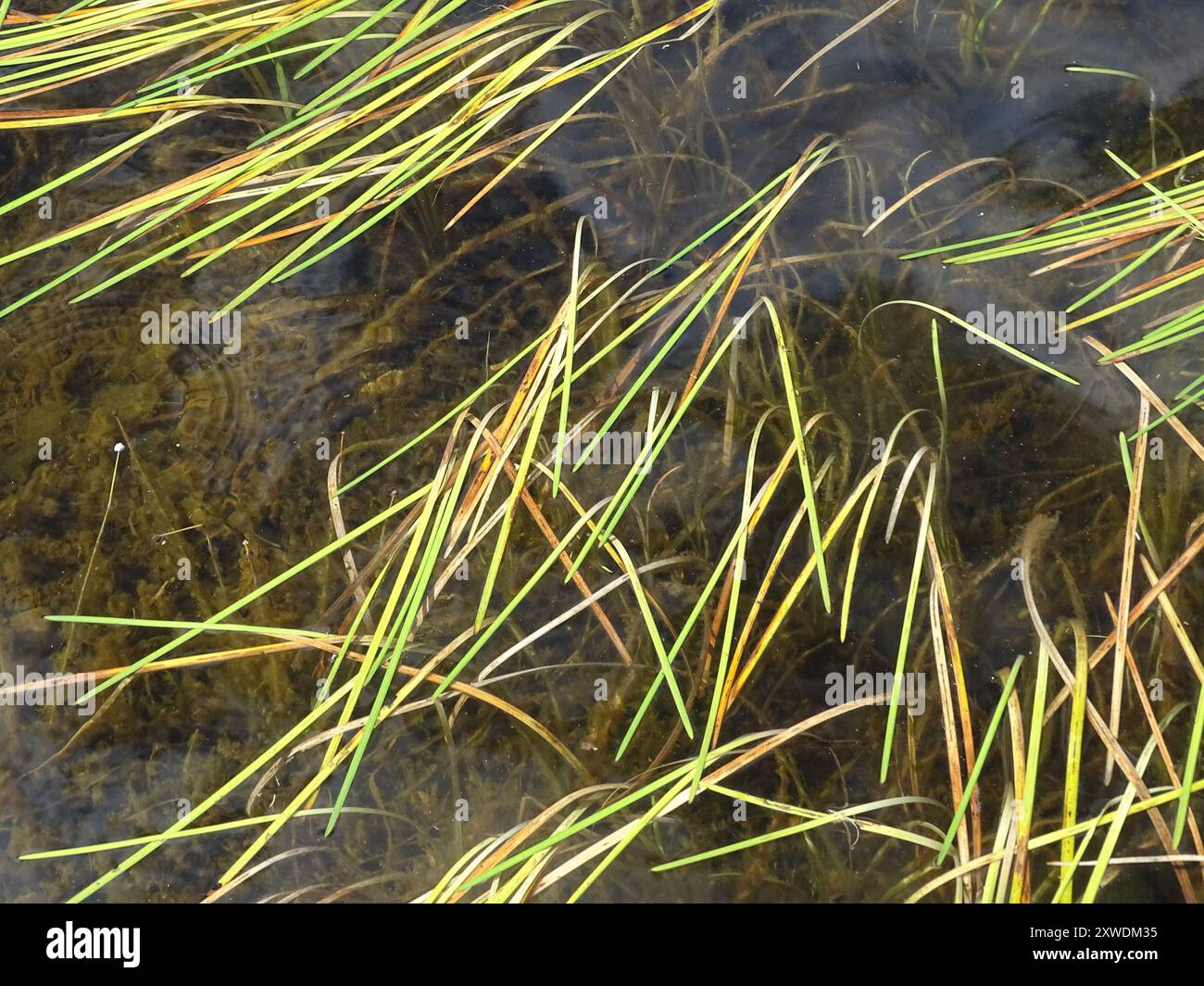 Floating Bur-reed (Sparganium fluctuans) Plantae Stock Photo - Alamy