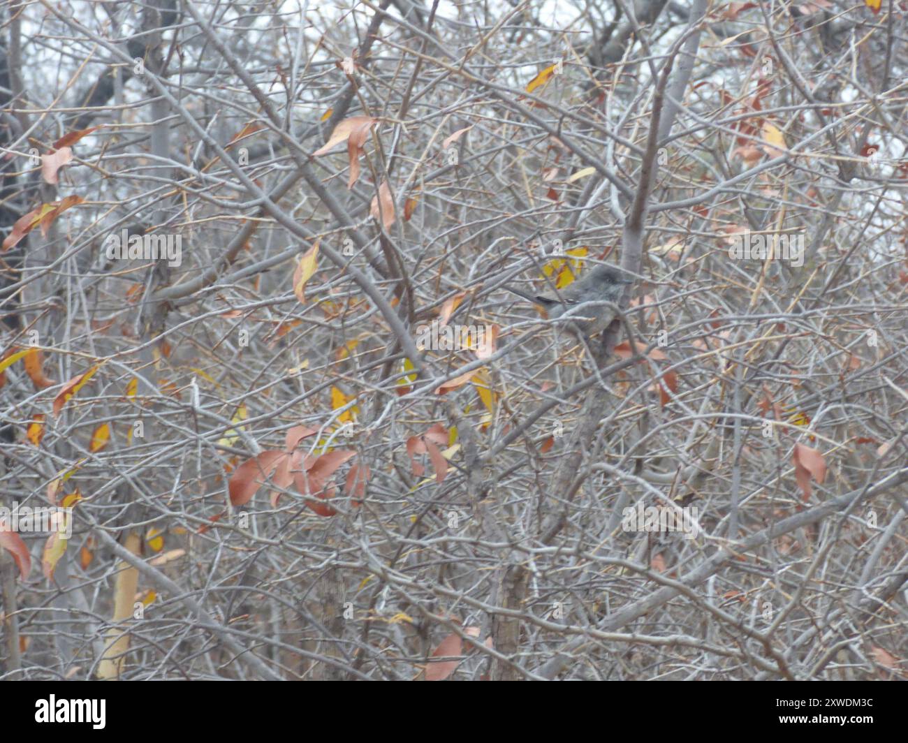 Chestnut-vented Warbler (Curruca subcoerulea) Aves Stock Photo - Alamy