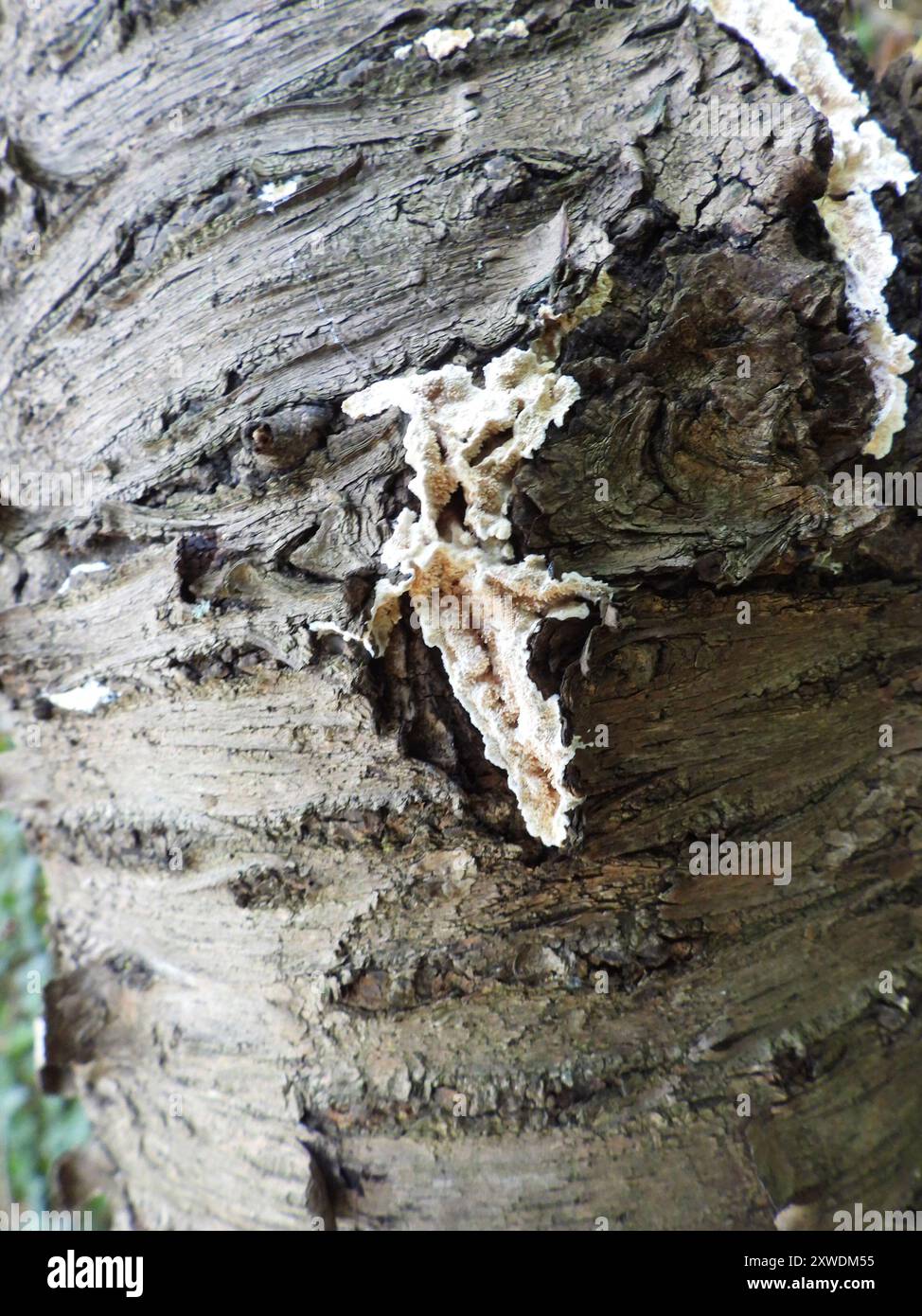 Milk-white Toothed Polypore (Irpex lacteus) Fungi Stock Photo - Alamy