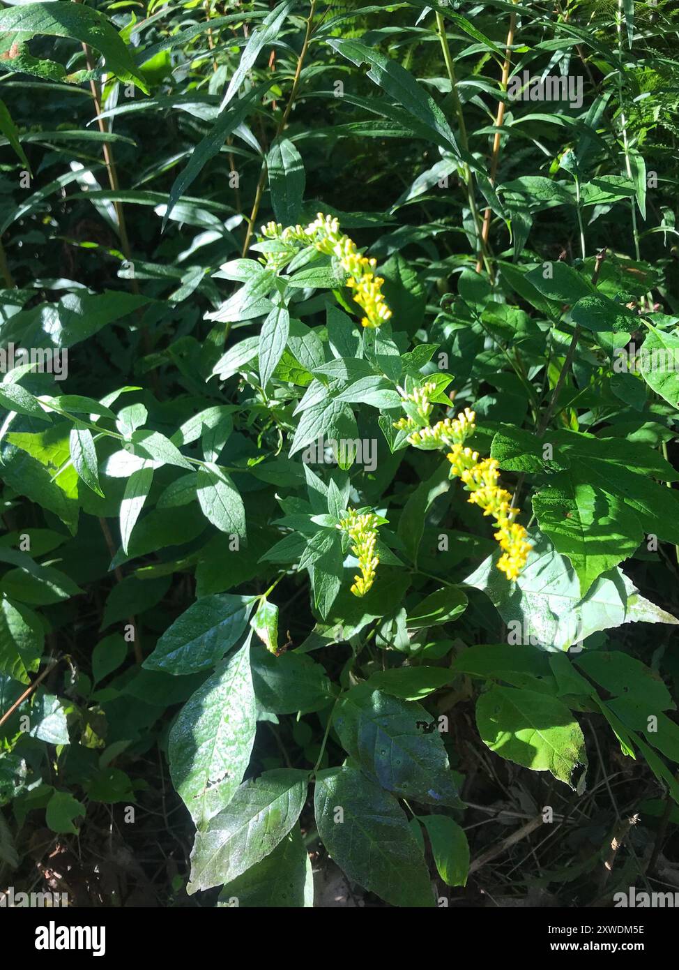 common wrinkle-leaved goldenrod (Solidago rugosa) Plantae Stock Photo ...
