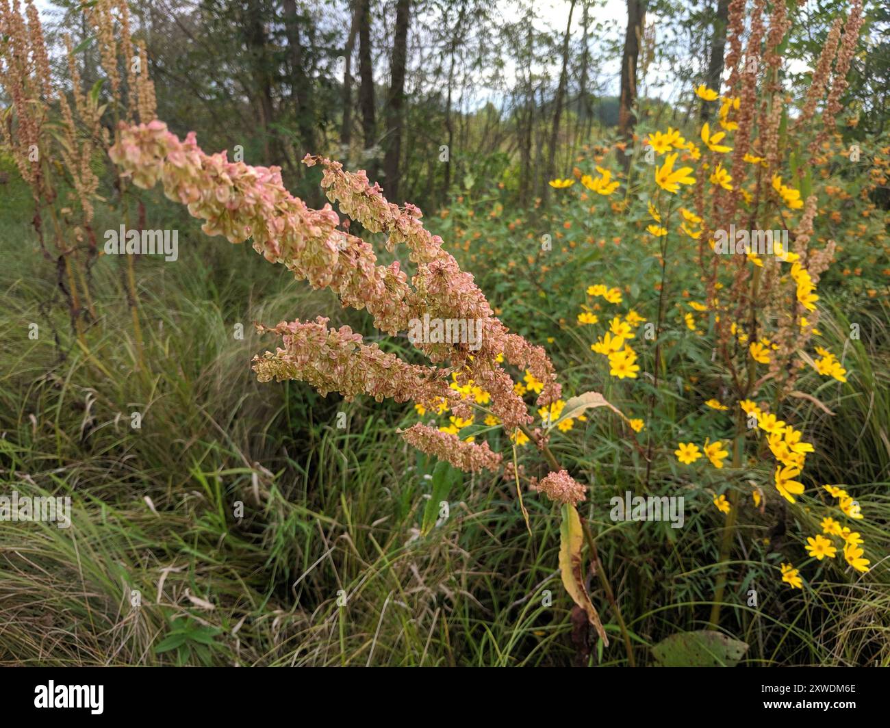 Greater Water Dock (Rumex britannica) Plantae Stock Photo - Alamy