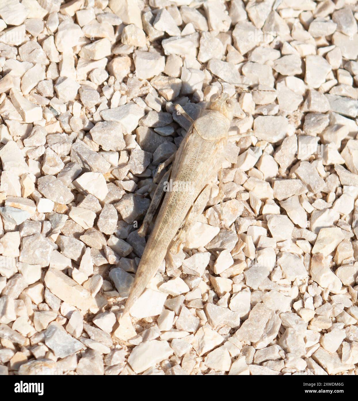 Desert Sand Grasshopper (Sphingonotus rubescens) Insecta Stock Photo ...