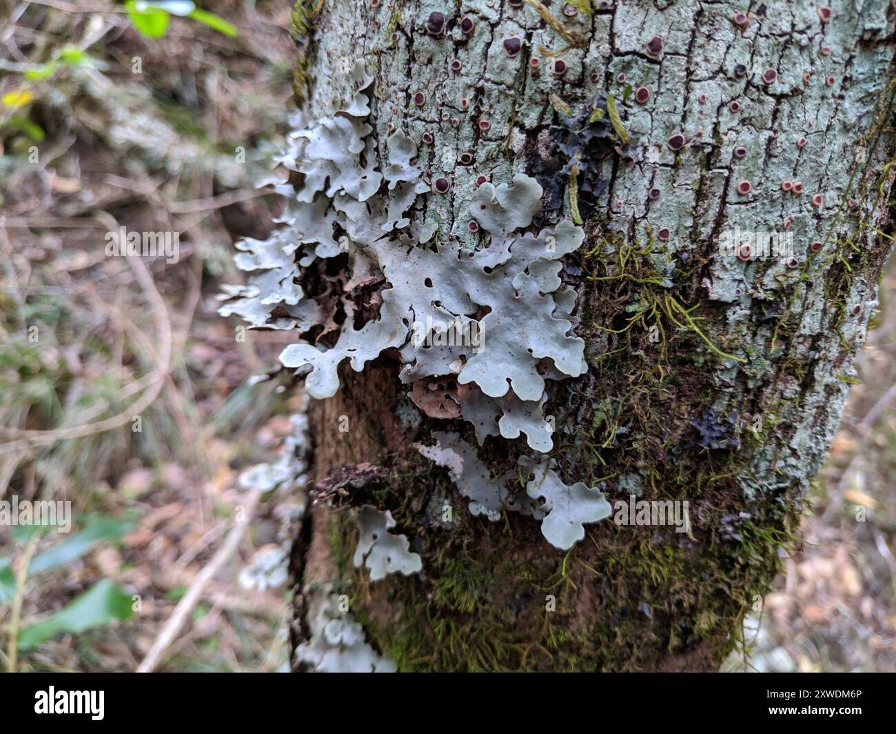 common lichens (Lecanoromycetes) Fungi Stock Photo - Alamy