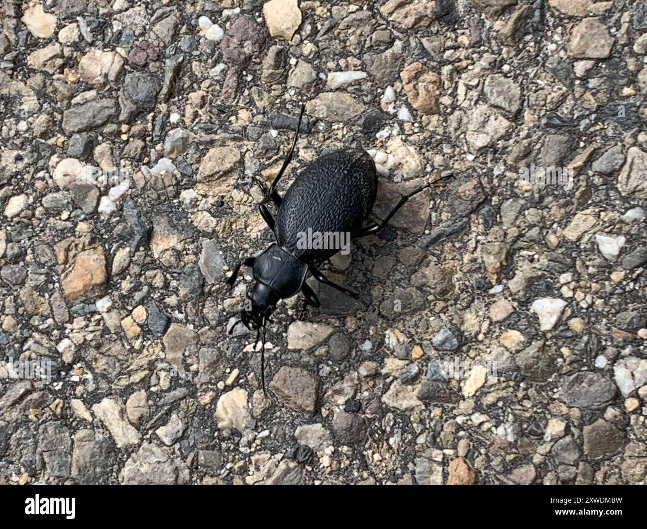 (Carabus coriaceus) Insecta Stock Photo - Alamy