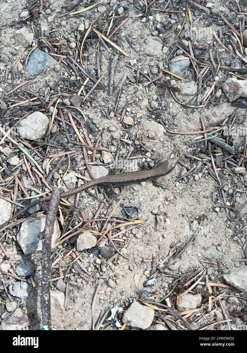 Northern Alligator Lizard (Elgaria coerulea) Reptilia Stock Photo - Alamy