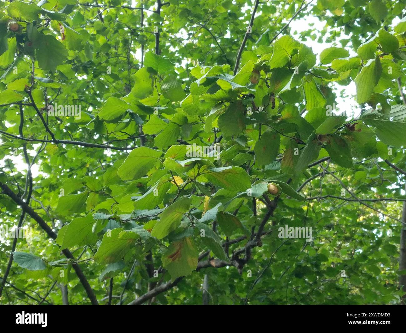 common hazel (Corylus avellana) Plantae Stock Photo - Alamy