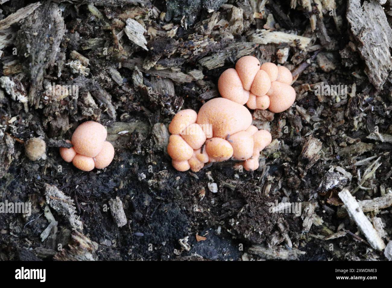 Wolf's Milk (Lycogala epidendrum) Protozoa Stock Photo - Alamy