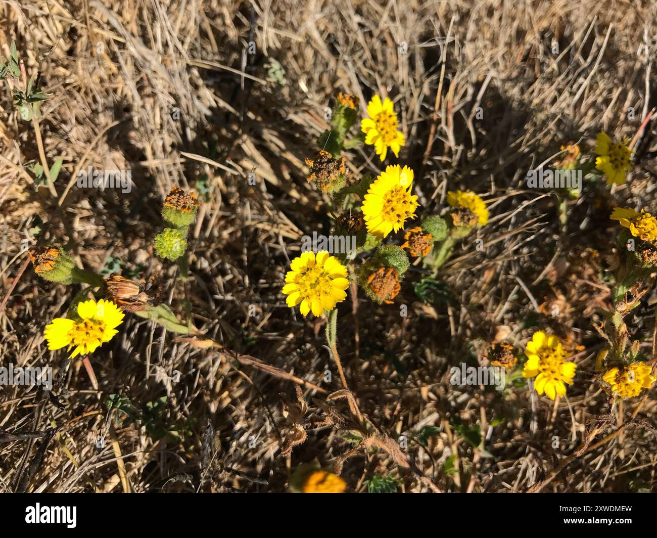 Coastal Tarweed (Deinandra corymbosa) Plantae Stock Photo - Alamy