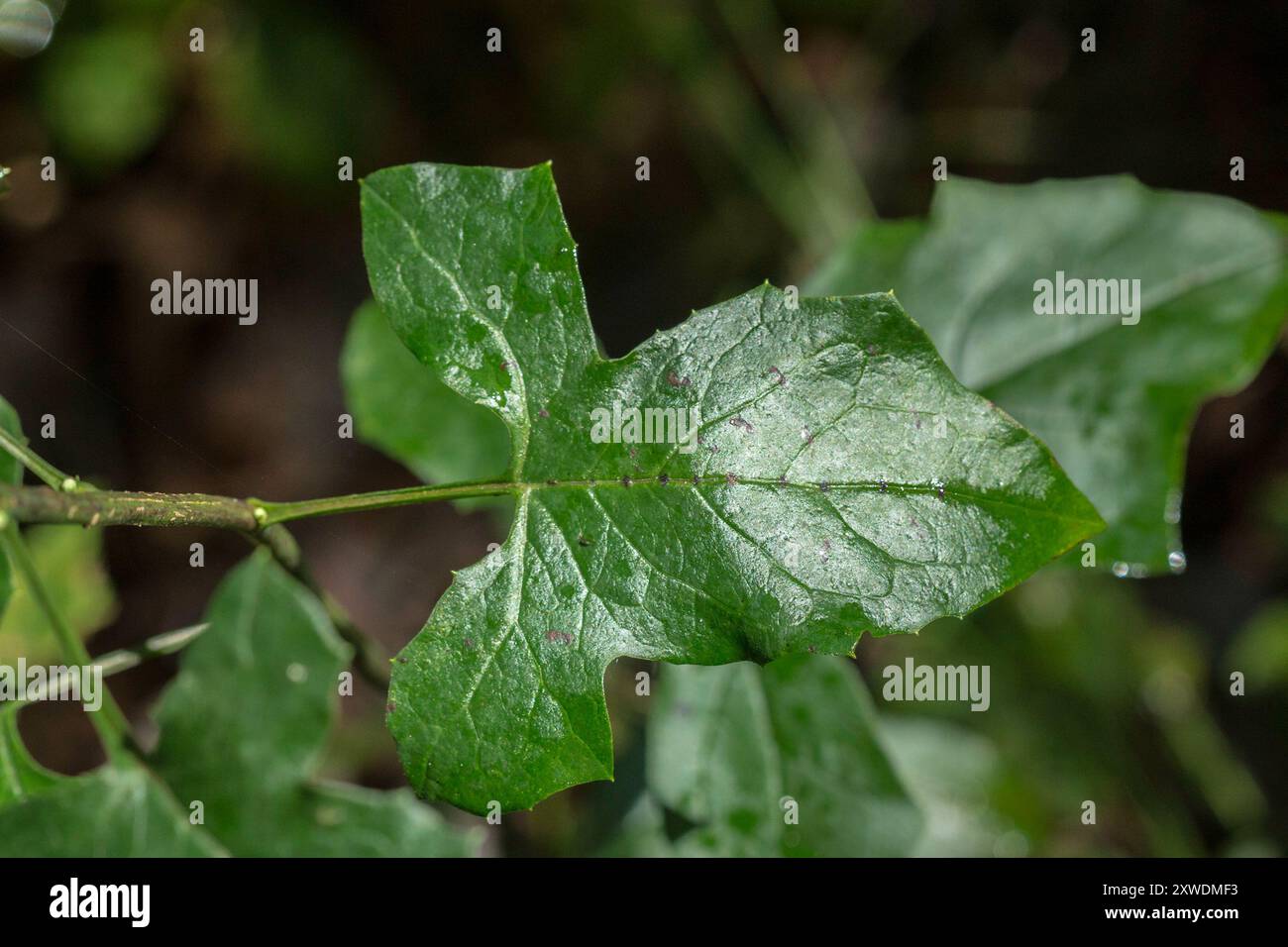 tall rattlesnake root (Nabalus altissimus) Plantae Stock Photo - Alamy