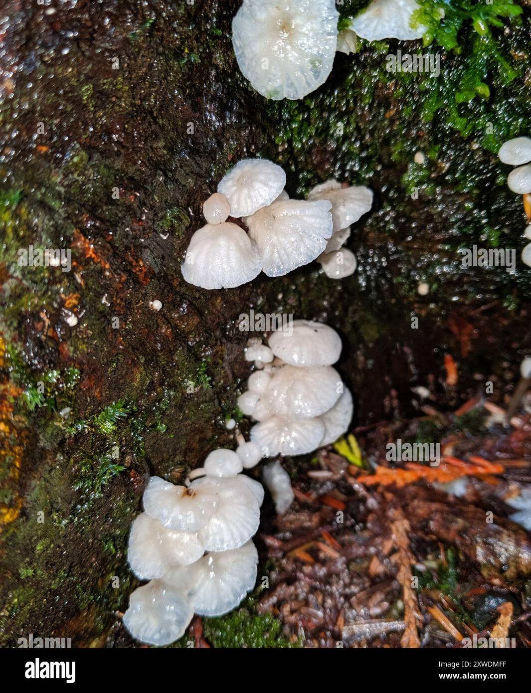 Fairy Parachutes (Marasmiellus candidus) Fungi Stock Photo - Alamy