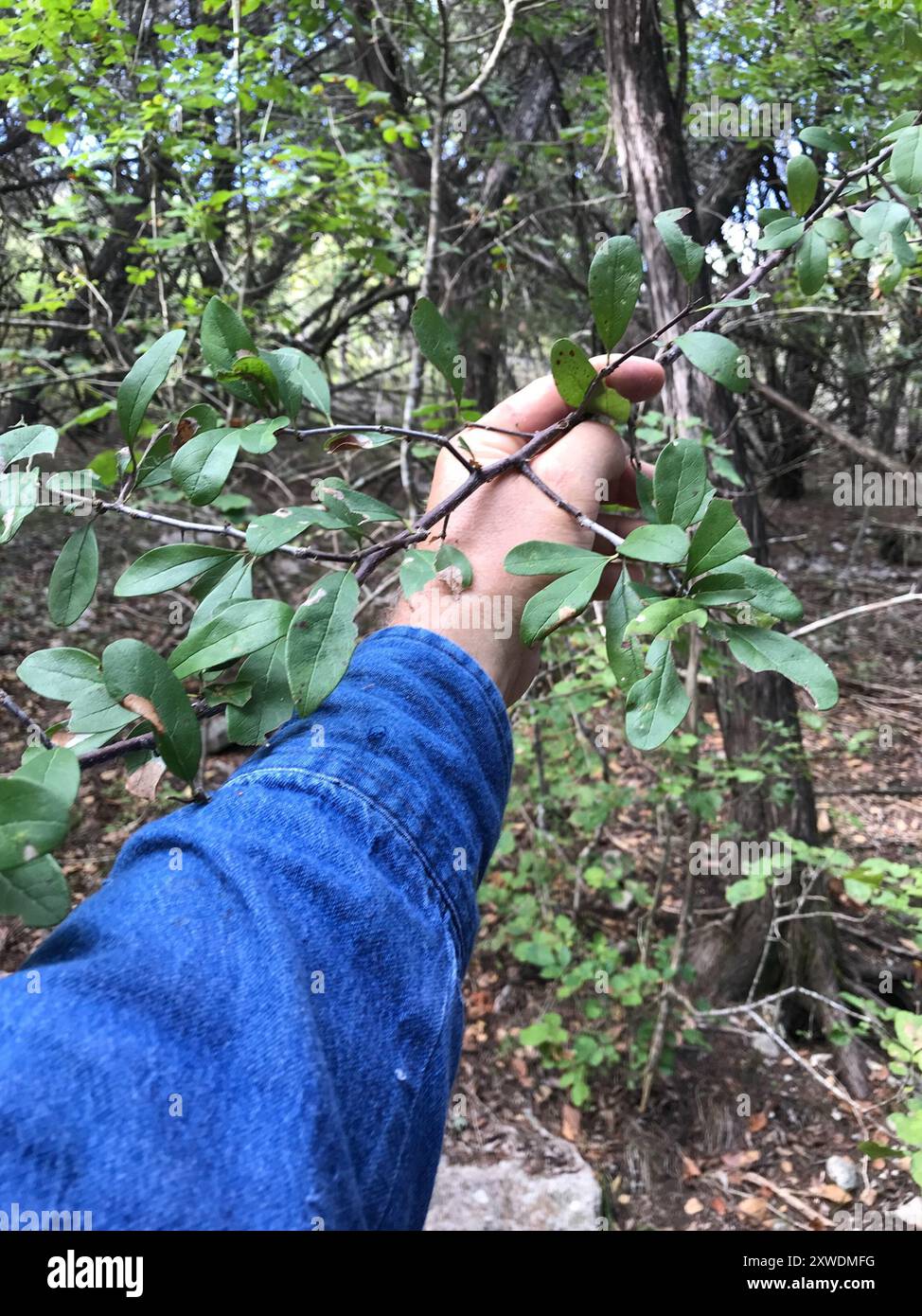 Gum bumelia (Sideroxylon lanuginosum) Plantae Stock Photo - Alamy