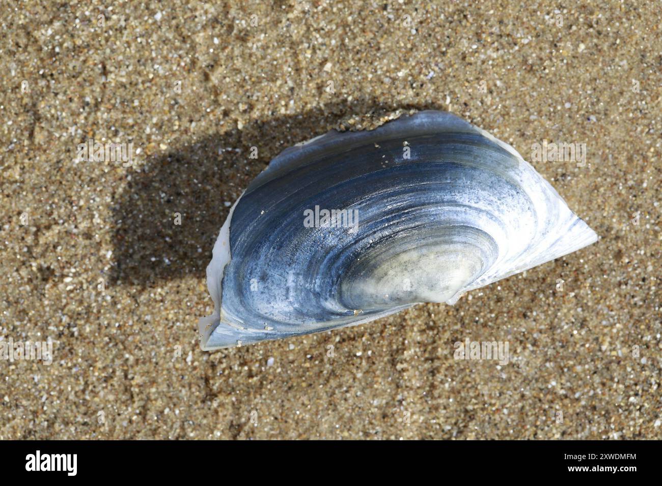 Otter-shells (Lutraria) Mollusca Stock Photo - Alamy