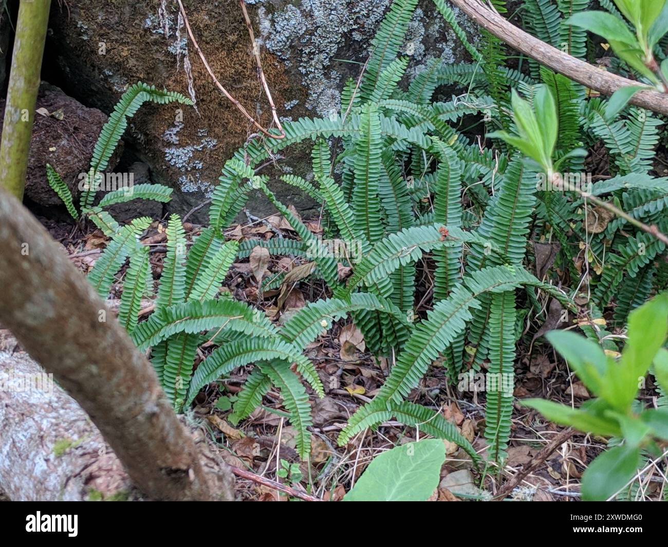Fishbone Fern (Nephrolepis cordifolia) Plantae Stock Photo - Alamy