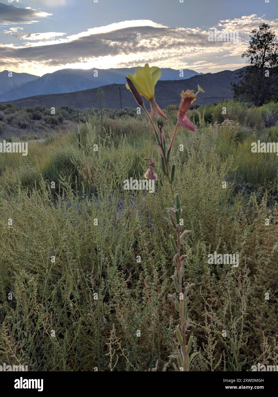 tall evening primrose (Oenothera elata) Plantae Stock Photo - Alamy