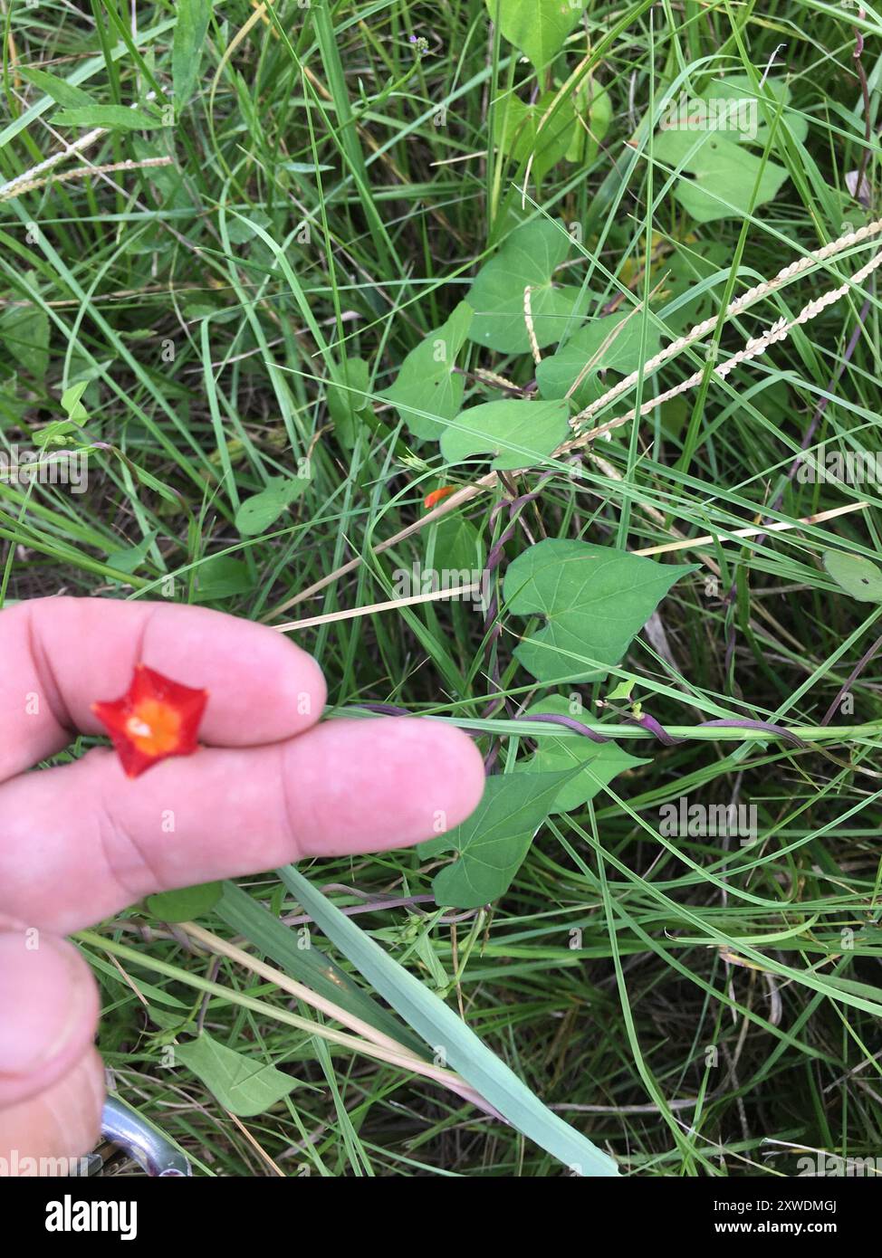 red morning glory (Ipomoea coccinea) Plantae Stock Photo - Alamy