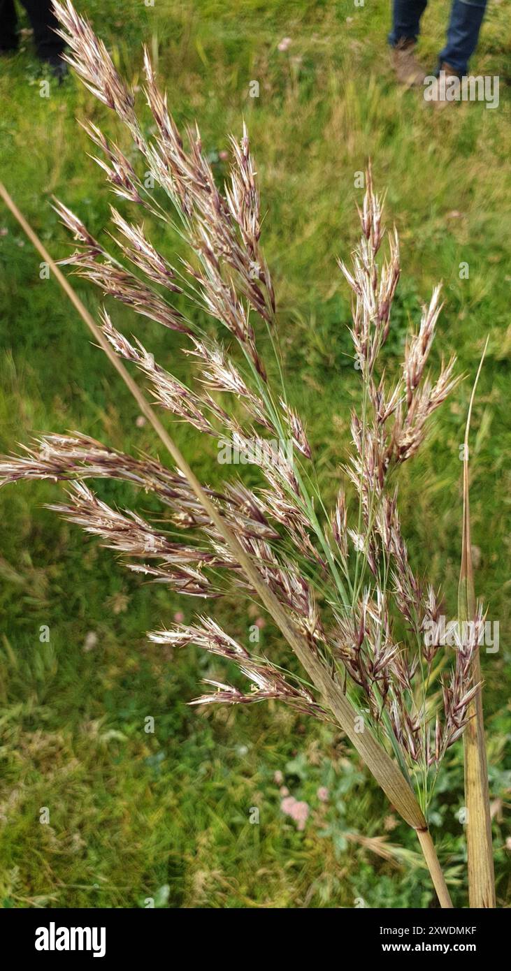 common reed (Phragmites australis) Plantae Stock Photo - Alamy