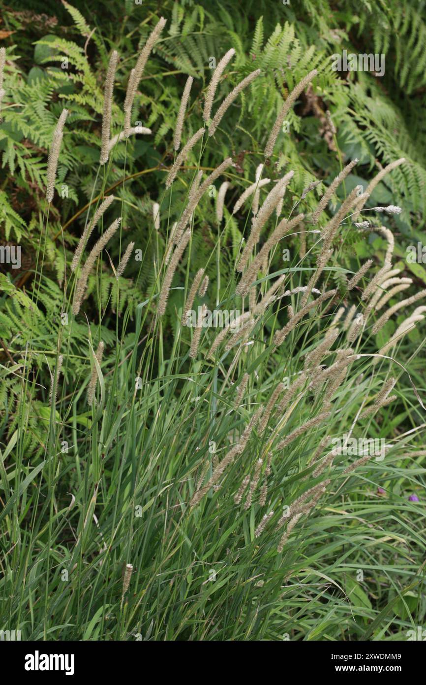 Timothy grass (Phleum pratense) Plantae Stock Photo - Alamy