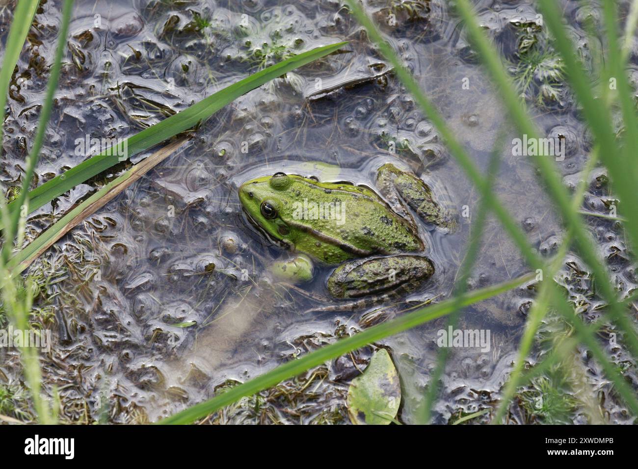 Pool Frog (Pelophylax lessonae lessonae) Amphibia Stock Photo - Alamy