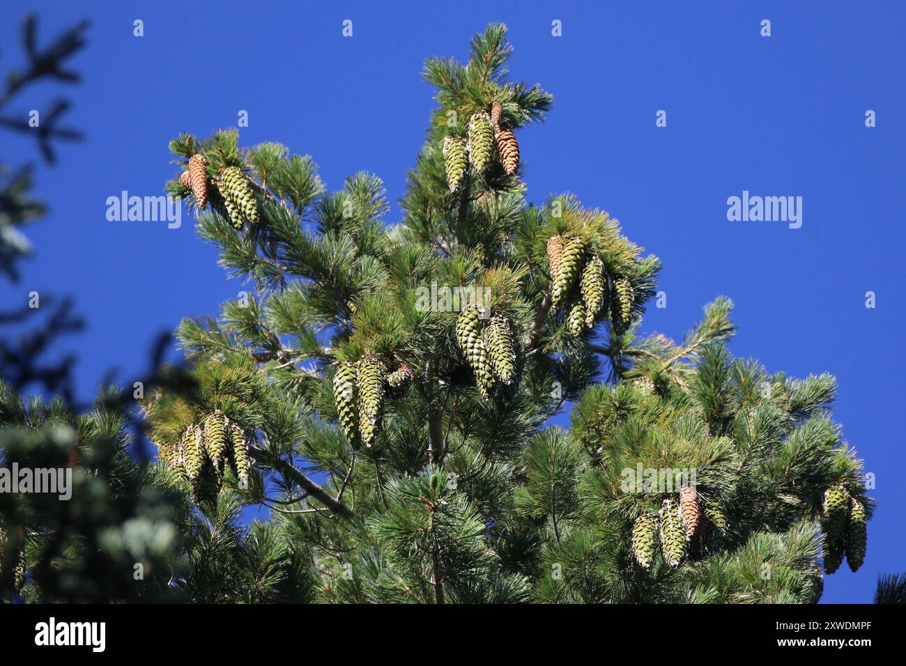 sugar pine (Pinus lambertiana) Plantae Stock Photo - Alamy