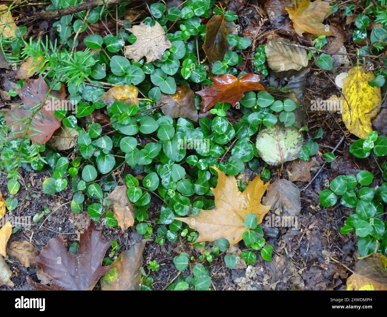 partridgeberry (Mitchella repens) Plantae Stock Photo - Alamy