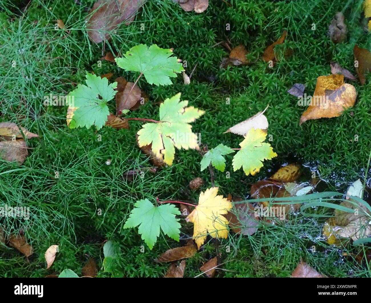 skunk currant (Ribes glandulosum) Plantae Stock Photo - Alamy