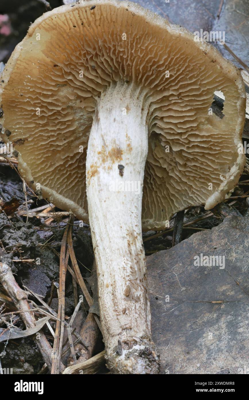 Basidiomycete Fungi (Basidiomycota) Fungi Stock Photo - Alamy