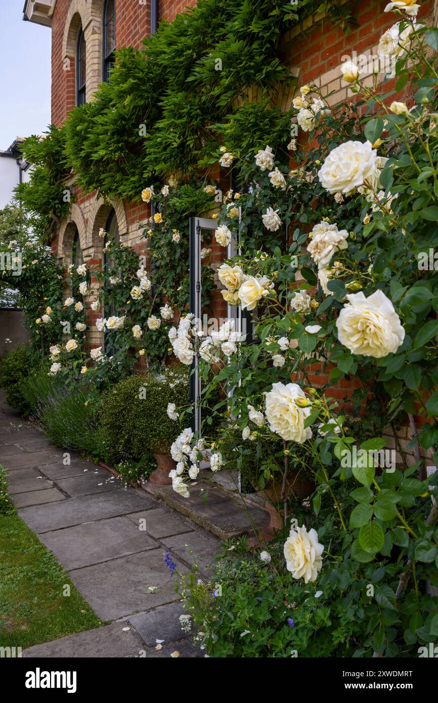 Climbing roses and French windows at garden entrance to Wimbledon home ...