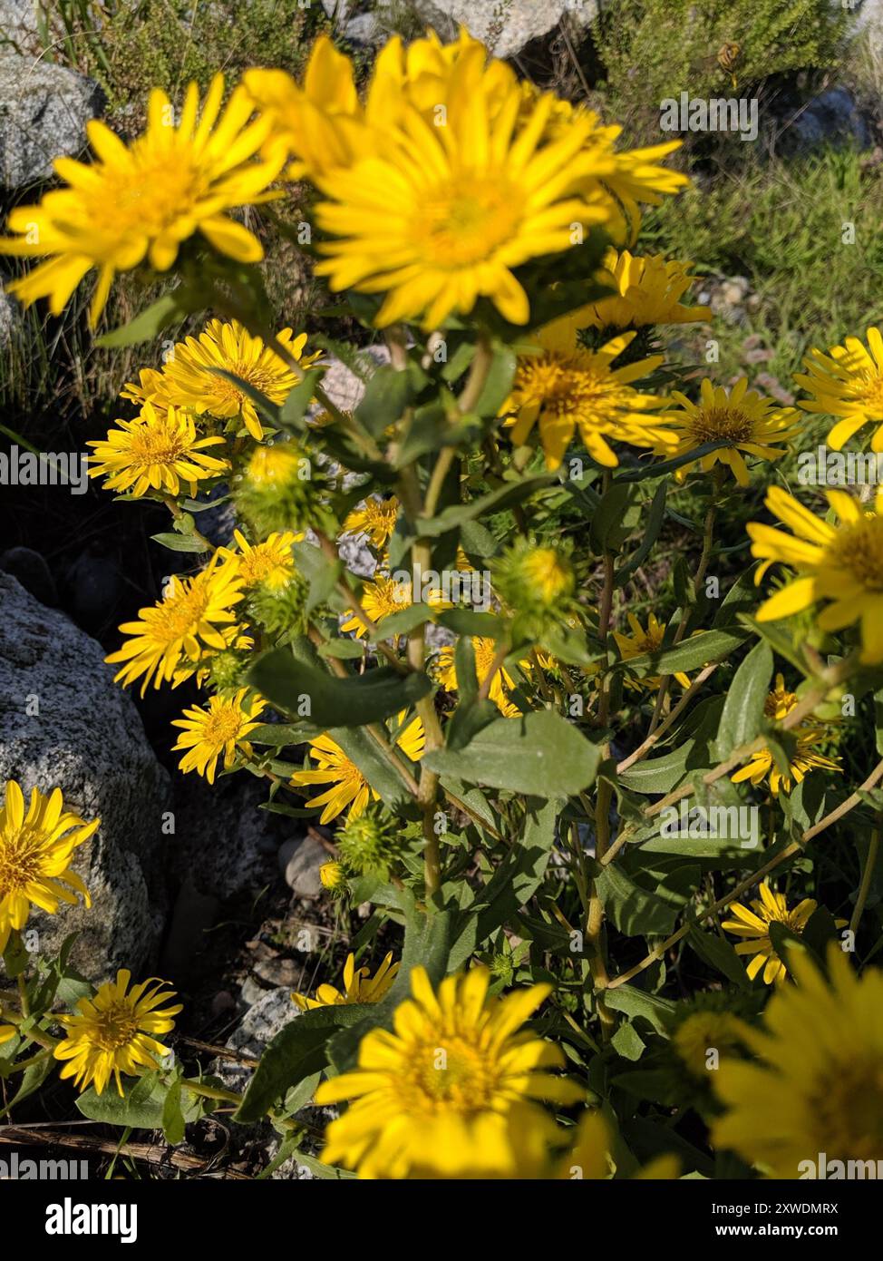 Oregon Gumplant (Grindelia stricta) Plantae Stock Photo - Alamy