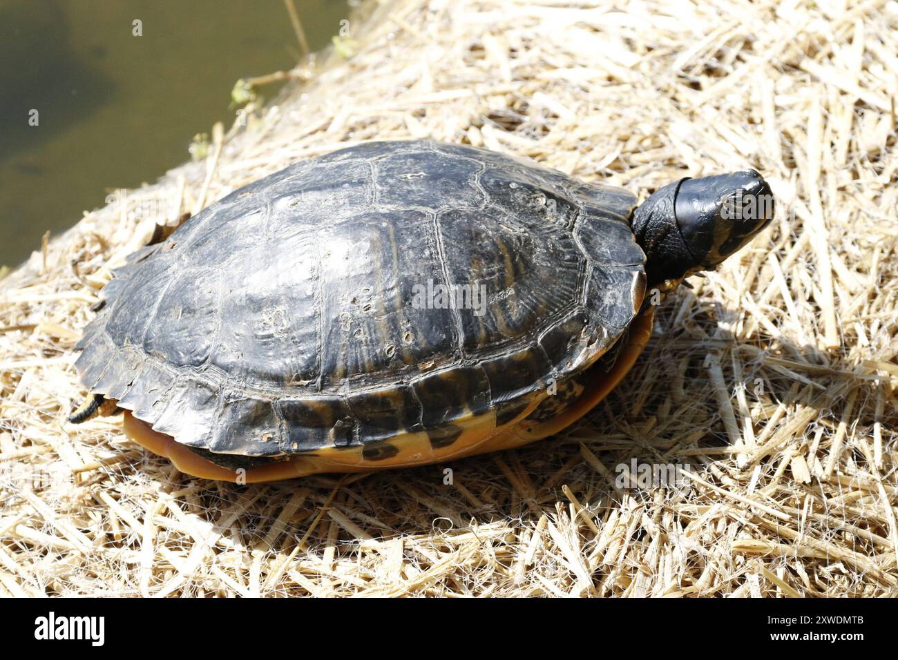 Yellow-bellied Slider (Trachemys scripta scripta) Reptilia Stock Photo ...