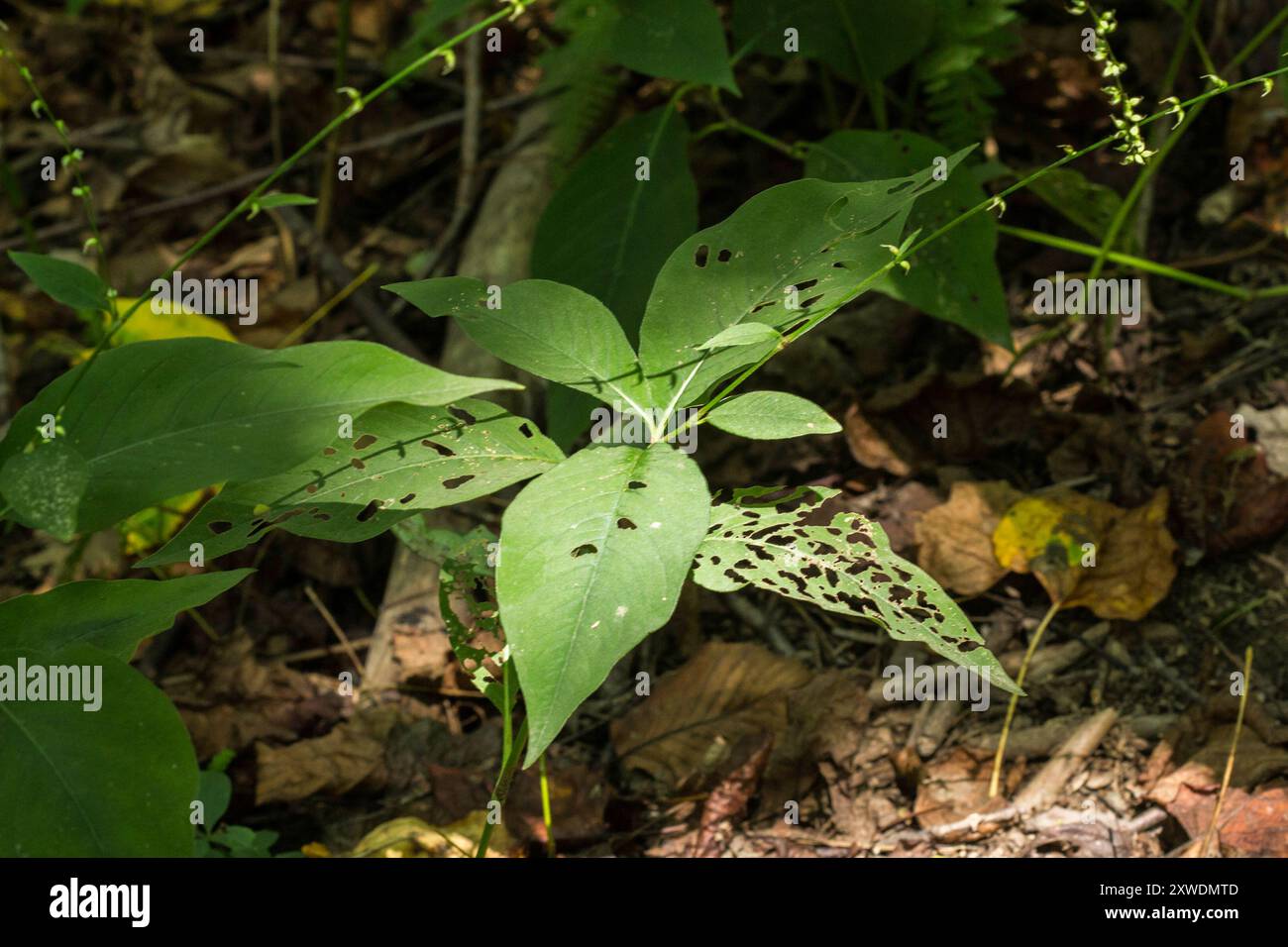 American jumpseed (Persicaria virginiana) Plantae Stock Photo - Alamy